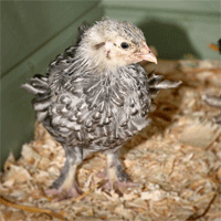 4- to 5-Week-Old Baby Chicks | Purina Animal Nutrition