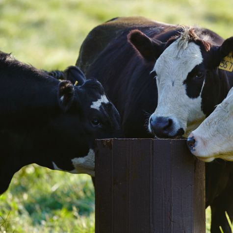Cattle Summer Pasture Slump | Purina Animal Nutrition