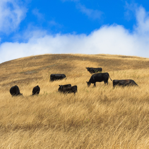 Forage Ahead During Fall Grazing | Purina Animal Nutrition