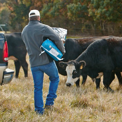 How to Read a Cattle Feed Tag | Purina Animal Nutrition