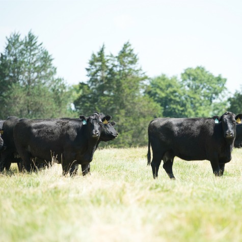 The Role of BCS in Getting a Cow Rebred| Purina Animal Nutrition