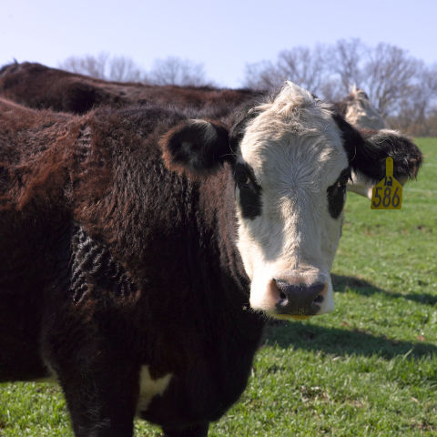 Four Spring Cattle Challenges Solved| Purina Animal Nutrition