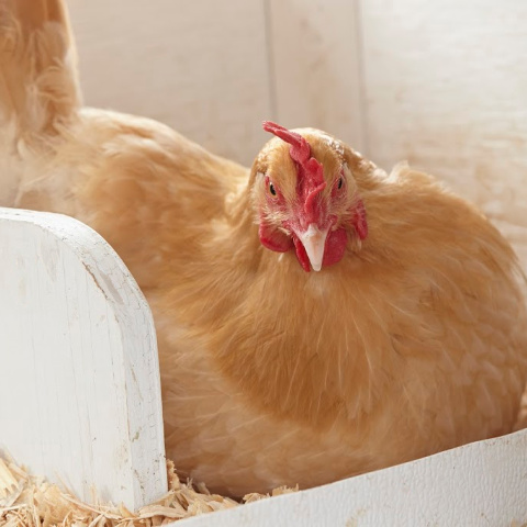 Laying Hen FAQs | Purina Animal Nutrition| Purina Animal Nutrition