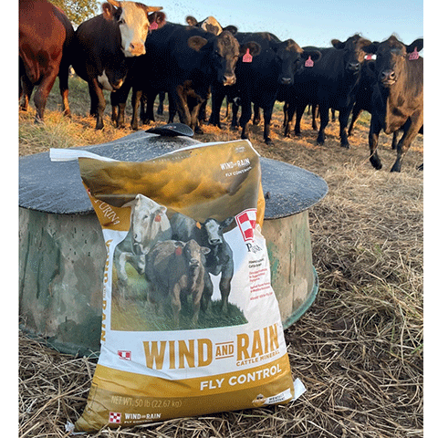 Cattle Mineral Feeder Placement: Maximize Intake & ROI| Purina Animal ...