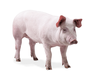 Swine & Pig Feed Nutrition | Purina