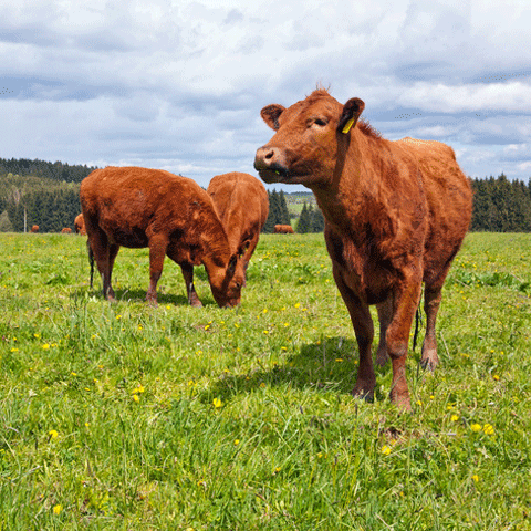 Streamline Your Cattle Breeding Program | Purina Animal Nutrition