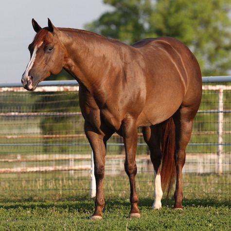 Feeding Broodmares for Performance | Purina Animal Nutrition