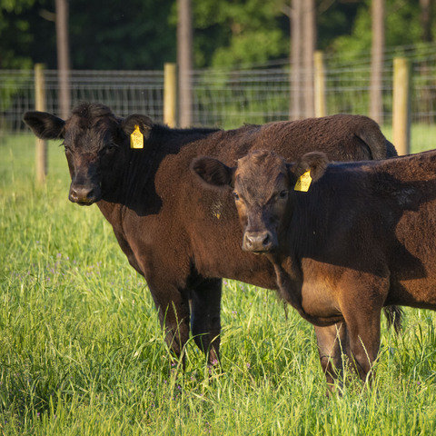 Early Weaning Calves: Drought Strategies| Purina Animal Nutrition